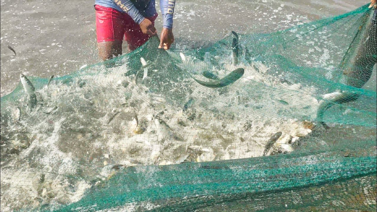 Fishing Exciting, Use Catch Fish Big Net, Catch Many Fish In The River ...