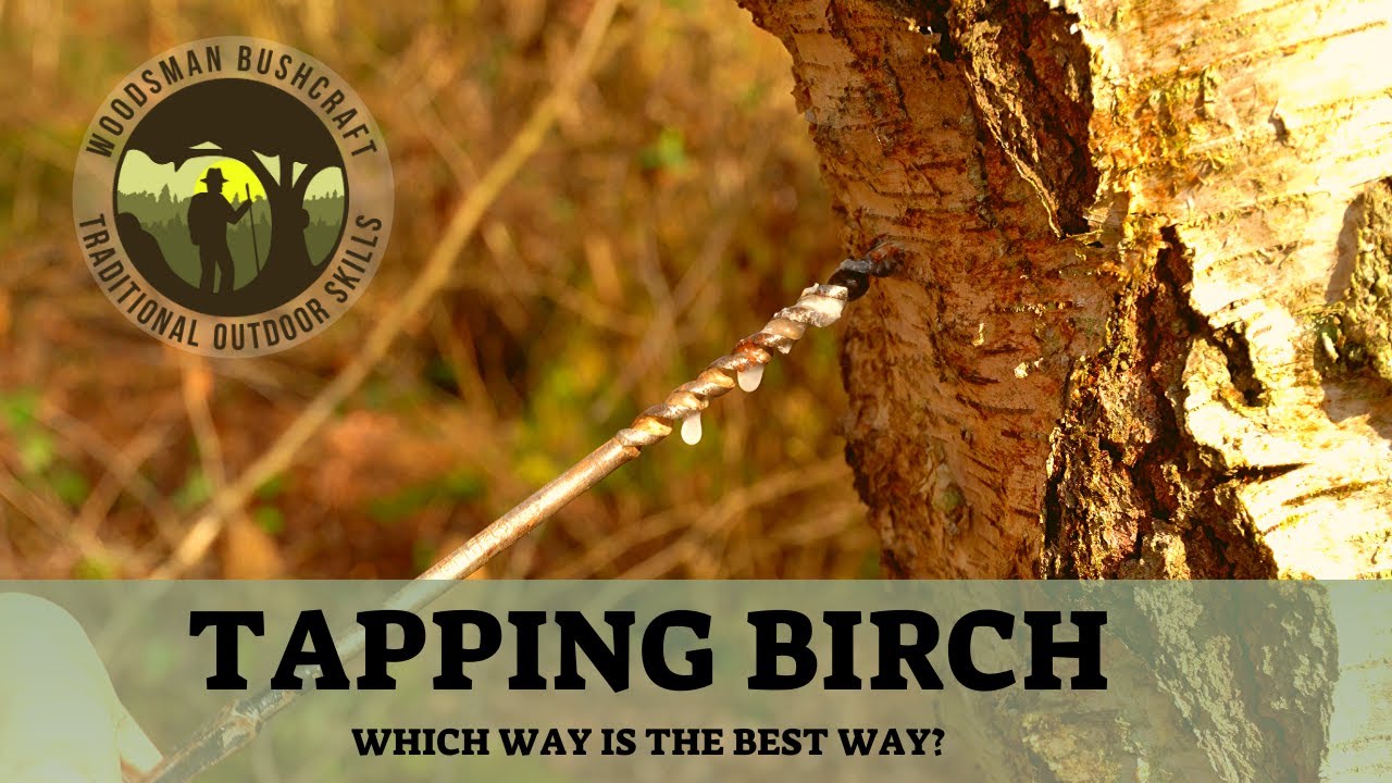 Best method for Birch Tapping Debate - YouTube
