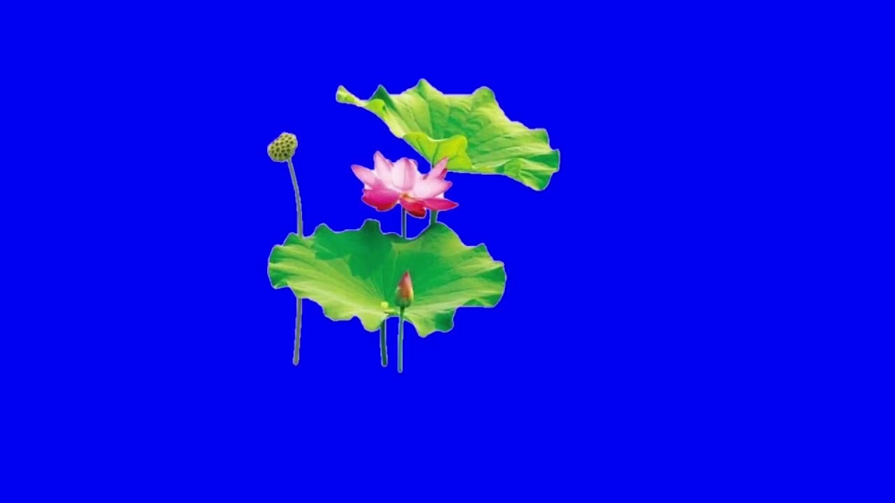 Lotus flowers and leaves on blue screen / green screen - Free to use ...