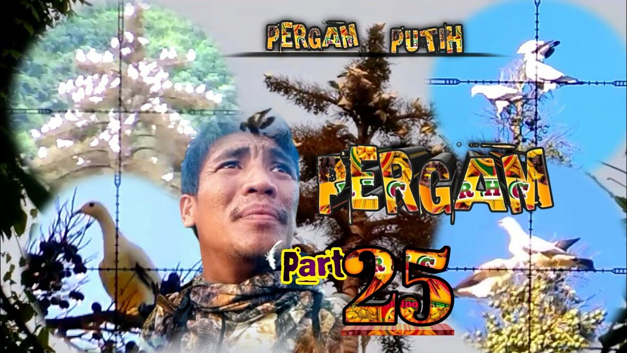 PERGAM Part 25 // Spot ribuan BURUNG PERGAM // PERGAM TERBARU - YouTube
