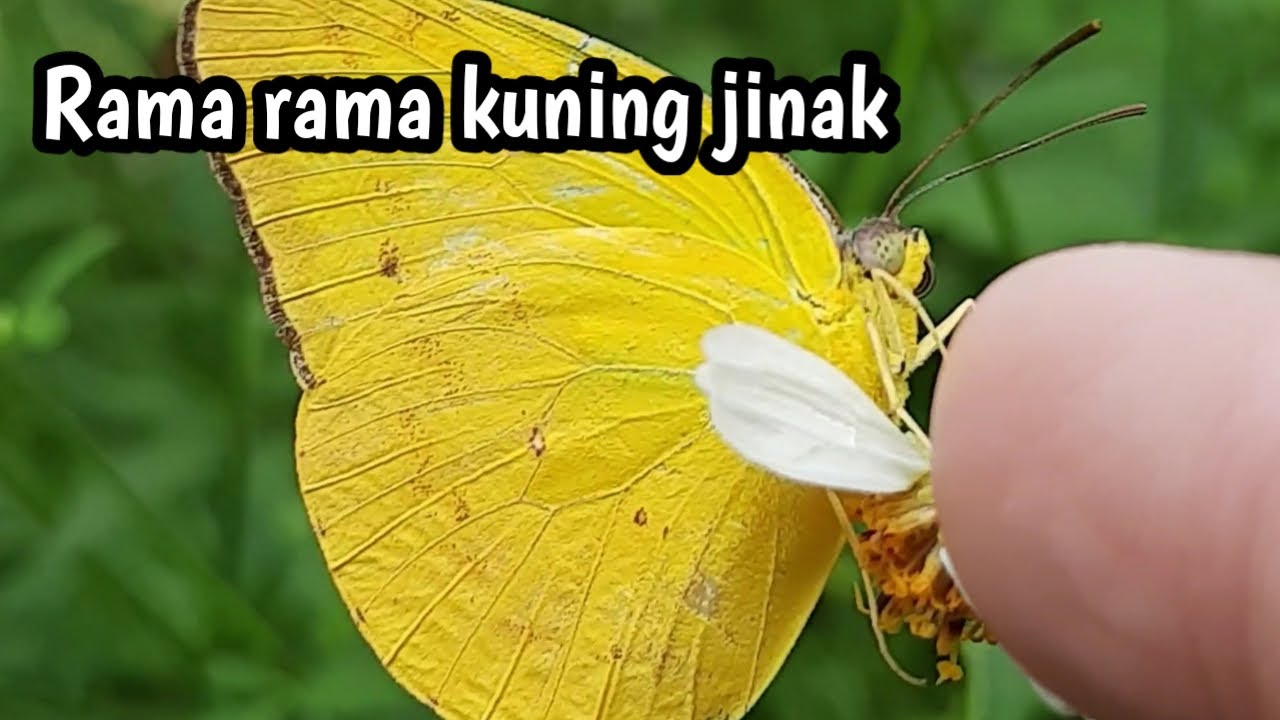 Rama rama kuning jinak - YouTube