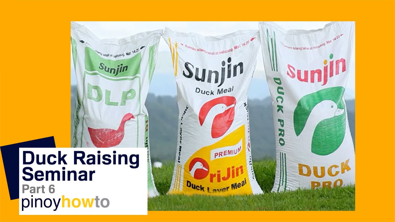 Duck Raising: Raising Ducks Seminar Part 6 | Pinoy How To - YouTube