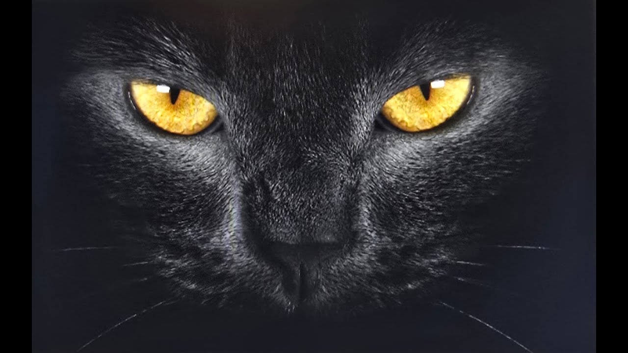 THE CAT (ORIGINAL MIX) - YouTube