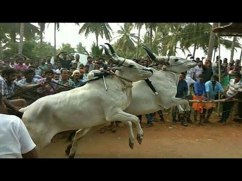 Dharapuram rackla race 28/01/2018 | @WonderfulMomentsckp - YouTube