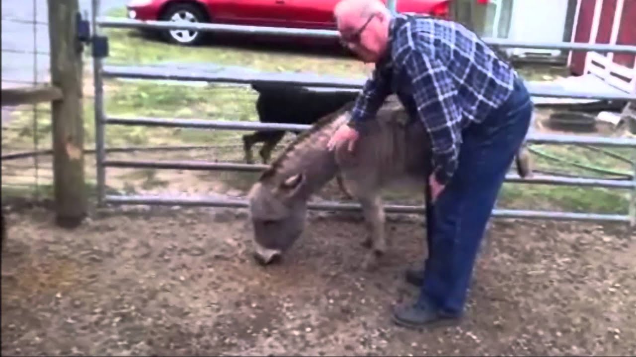 John Gates and the three legged donkey - YouTube