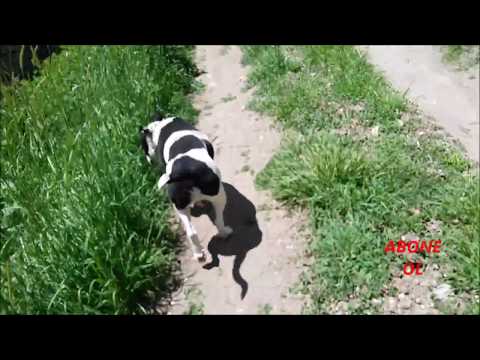 KÖY CİVCİV PİTBULL GÜVERCİN