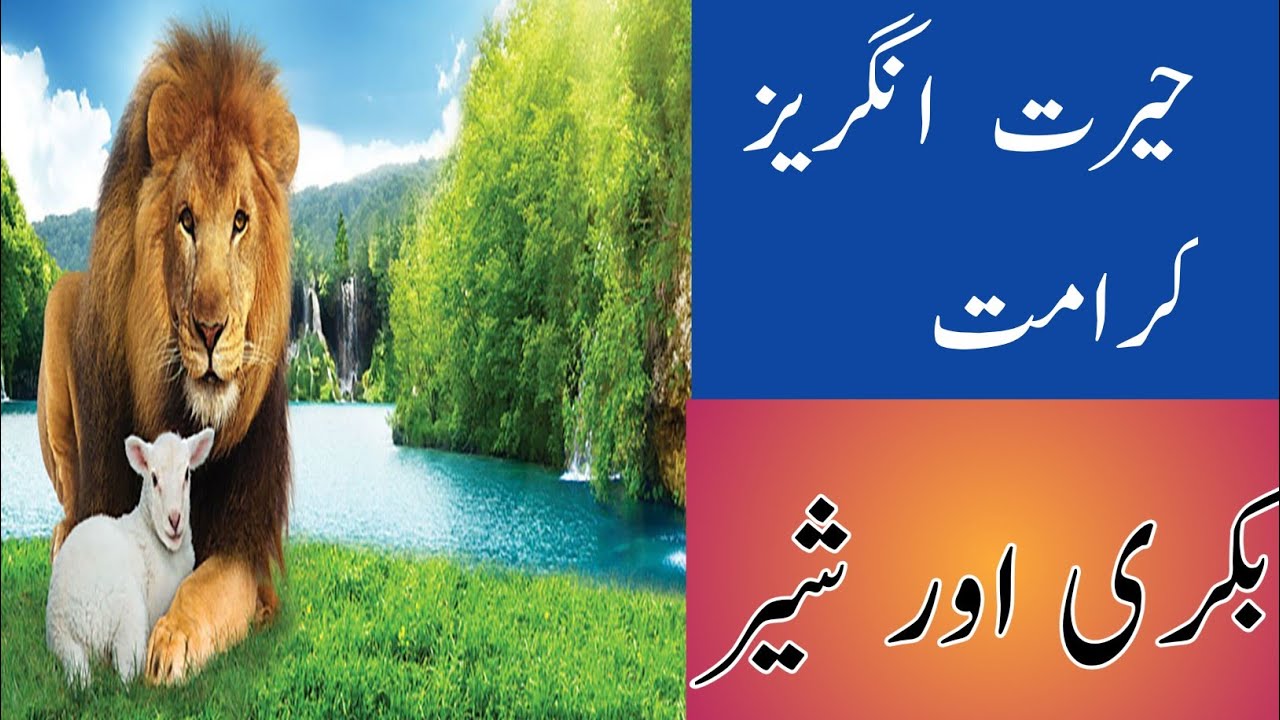 karamat sher aur bakri ke panje 🤔 - YouTube