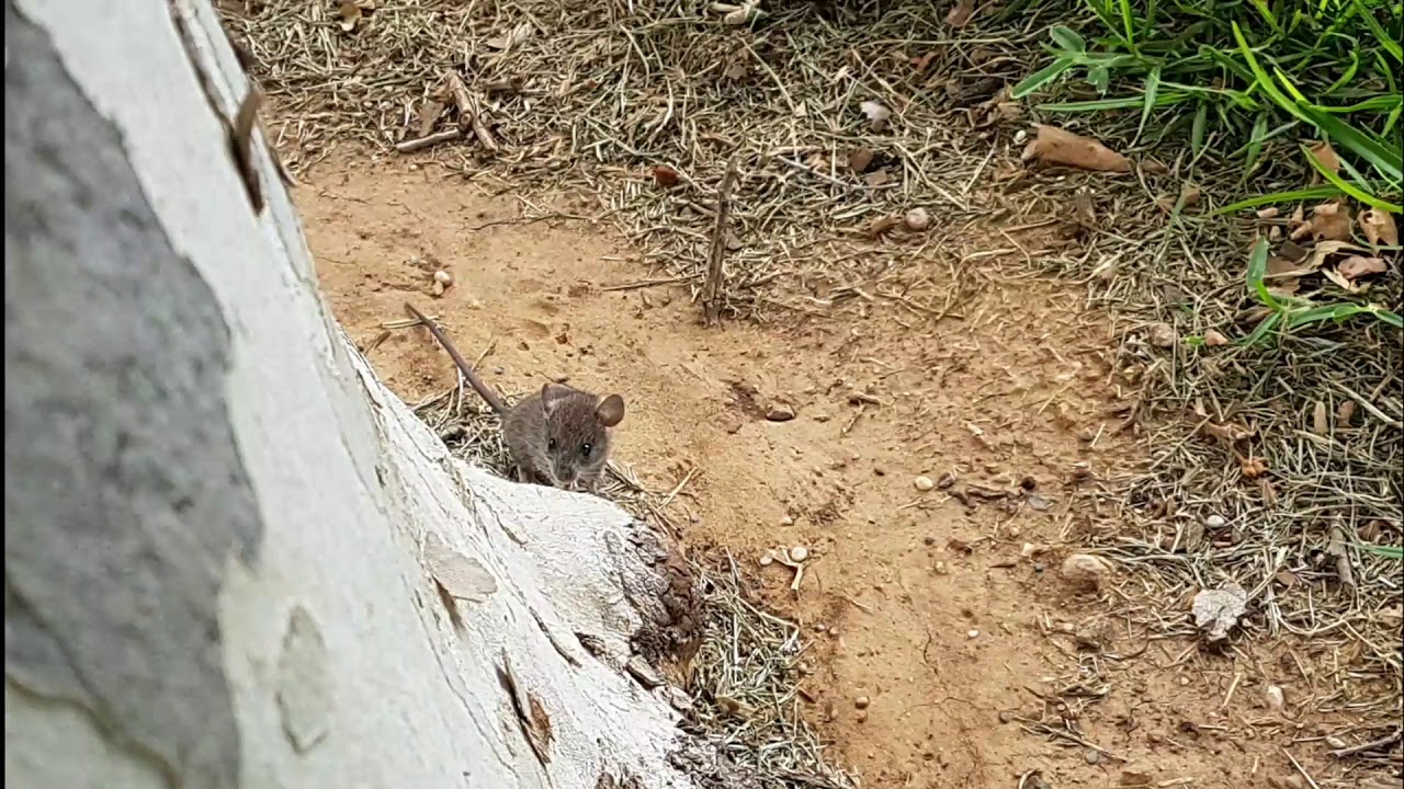 Ratón casero (Mus musculus) - YouTube