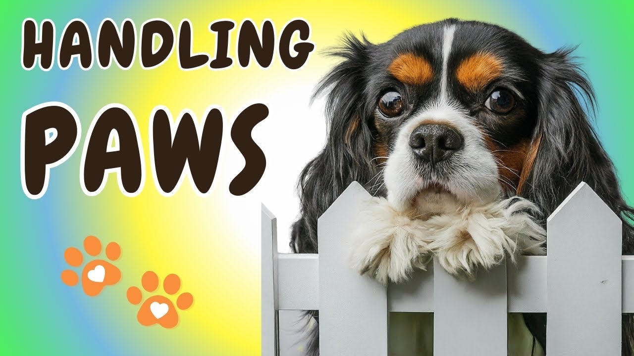 🐾 Cavalier King Charles Spaniel Paw Handling Training: Tips for Nail ...