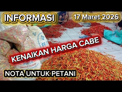 Info harga cabai hari ini!! Koperasi cabe Kab. Magelang nota untuk petani@Sariftanichannel6685