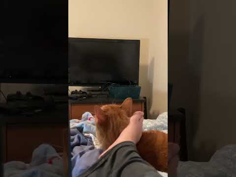 Petting my Cat Ember with my Foot #shorts