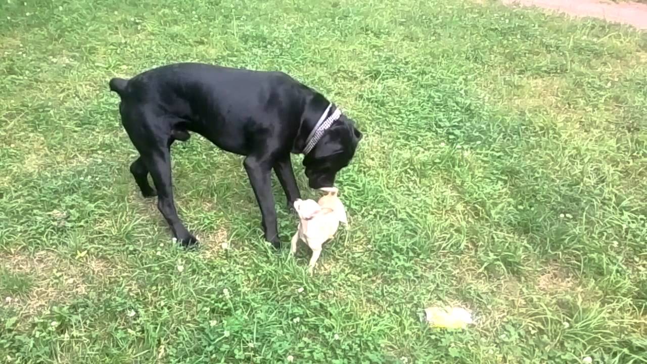 Cane corso v/s chihuahua - YouTube