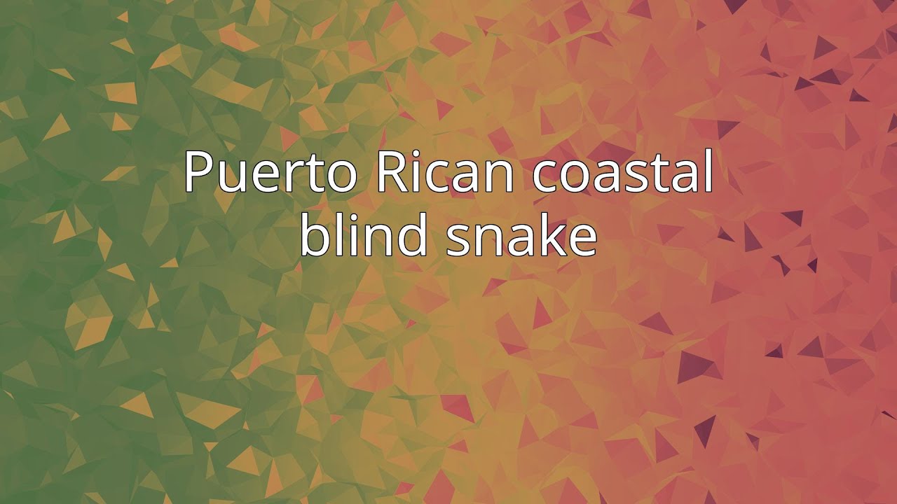 Puerto Rican coastal blind snake - YouTube