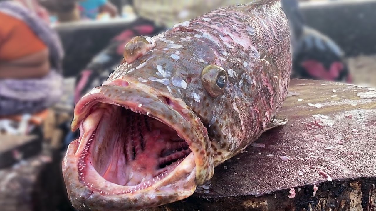 Huge Honey Comb Cod (Kalava) fish | Masters of fish cutting #14 ...