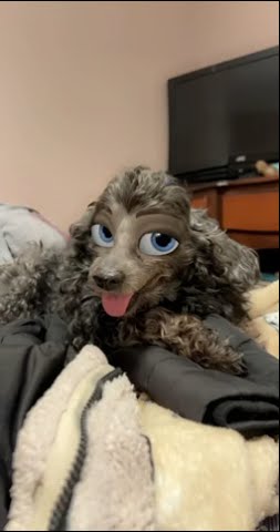 Funny | Snapchat filter on Lucky dog | Cartoons #shorts - YouTube