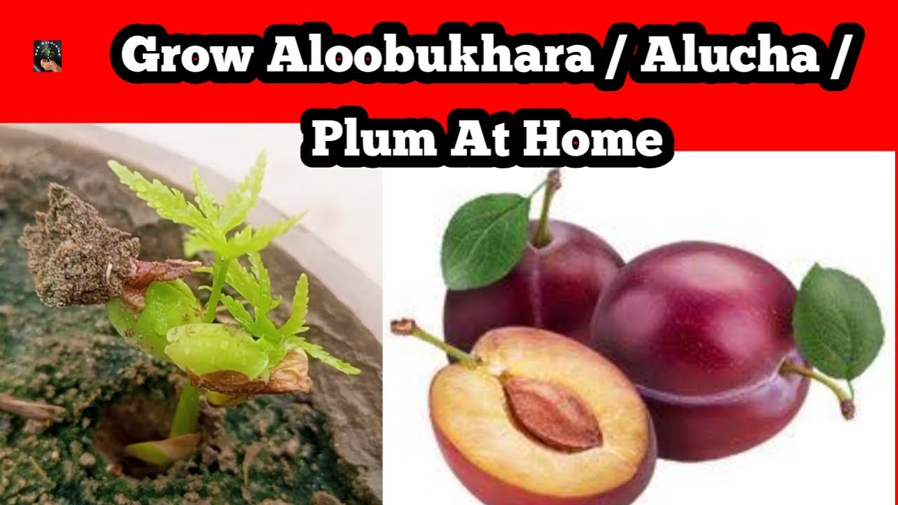 How To Grow Plum Tree From Seeds الو بخارا الو چا گھر میں کیسے اگائیں ...