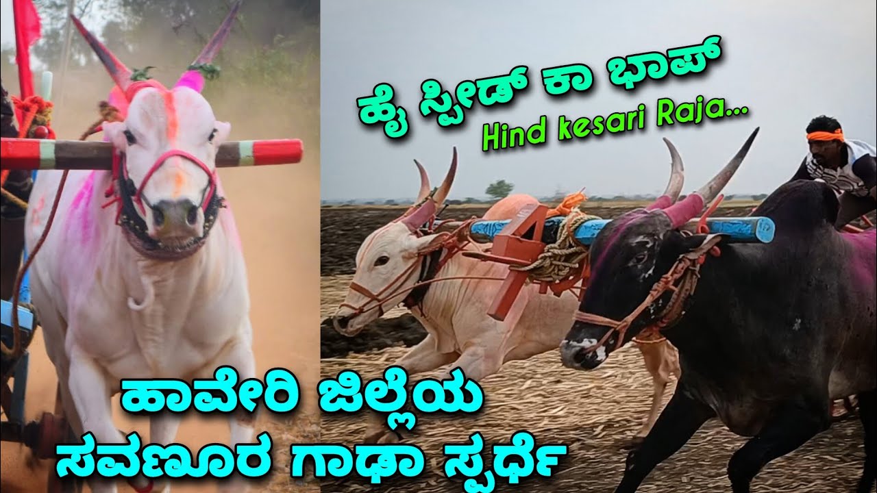 ಹಾವೇರಿ ಸವಣೂರ ತಾಲೂಕ ಗಾಢಾ ಶರಿಯತ್|| Haveri bull's race 🚩#horirajastudio # ...