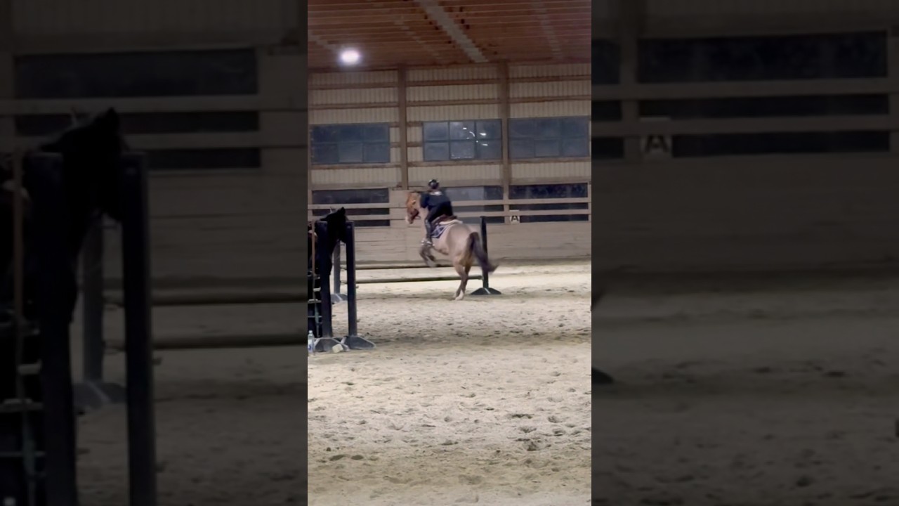 We ate so hard for our second ride bitless - YouTube