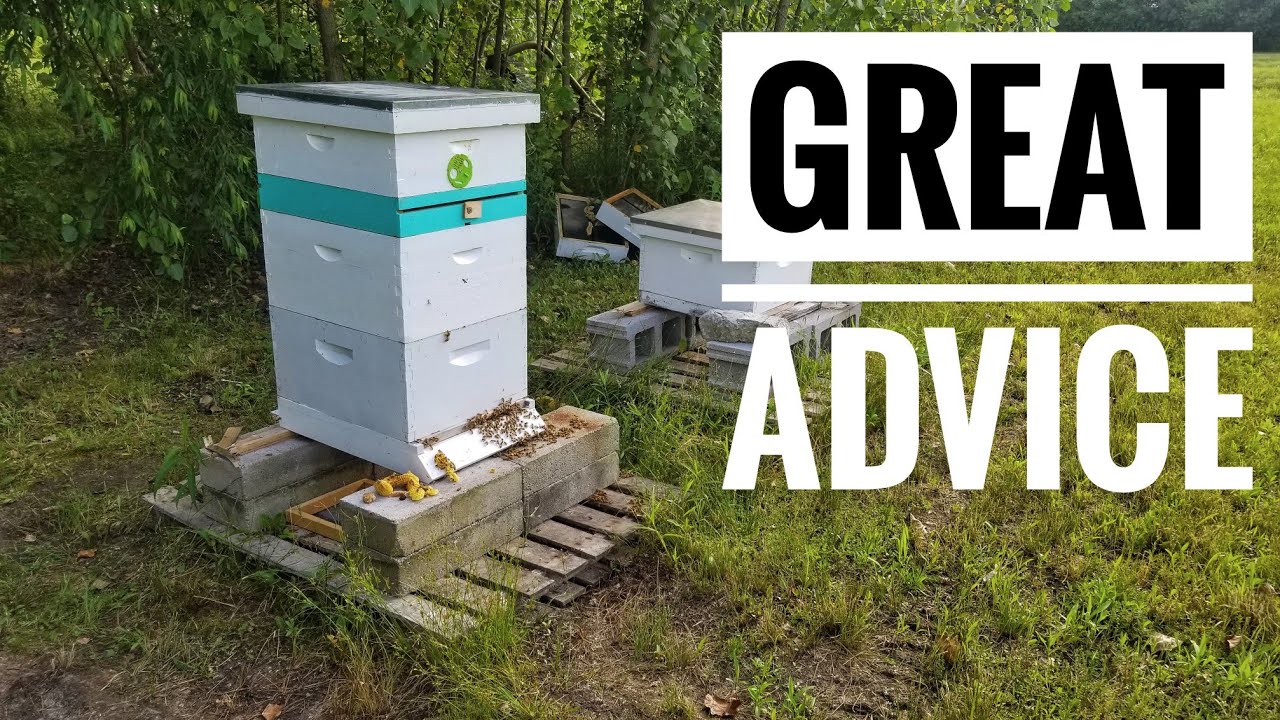 Almost LOST my Bees | Your Advice SAVED Them | Thank You! - YouTube