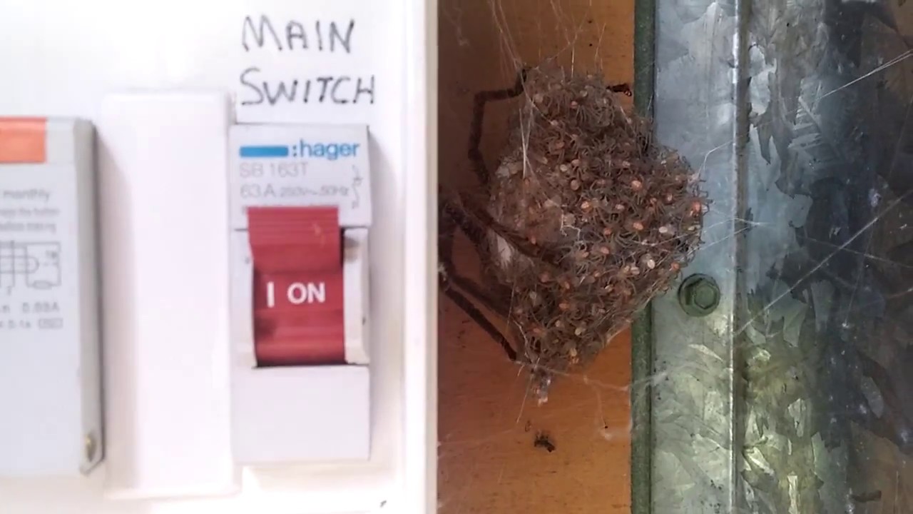 Hunstman spider nest - YouTube