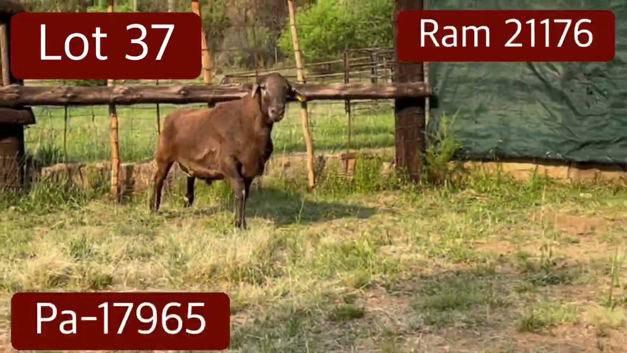 Sterkfontein Meatmaster | Meatmaster & Dorper Produksieveiling | Lot 37 ...