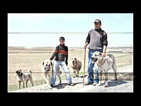 KANGAL KÖPEĞİNİN İSİM BABASI TURHAN KANGALLA KANGAL SOHBETİ 1
