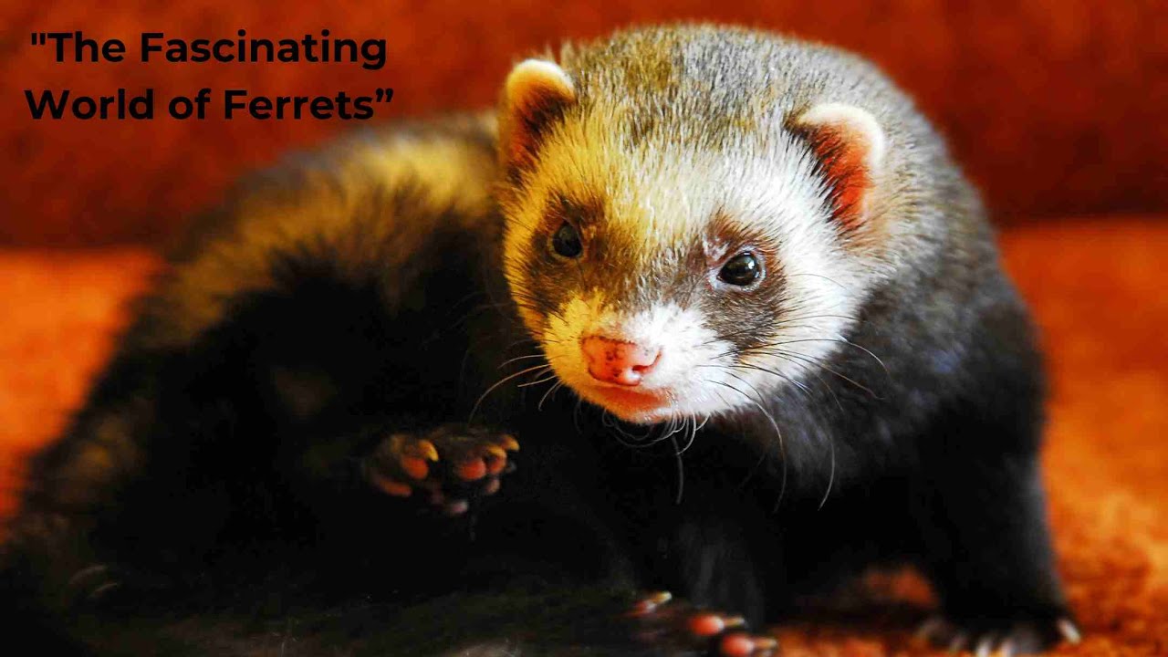 (4K) "The Fascinating World of Ferrets: From Hunting Partners to ...