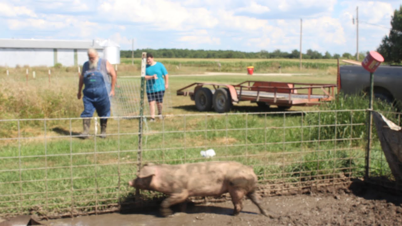 pig rotation and dog knots - YouTube