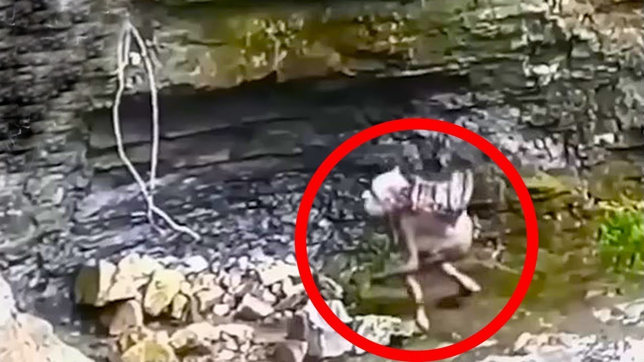 15 Duendes Reales Captados En Video 😨 - YouTube