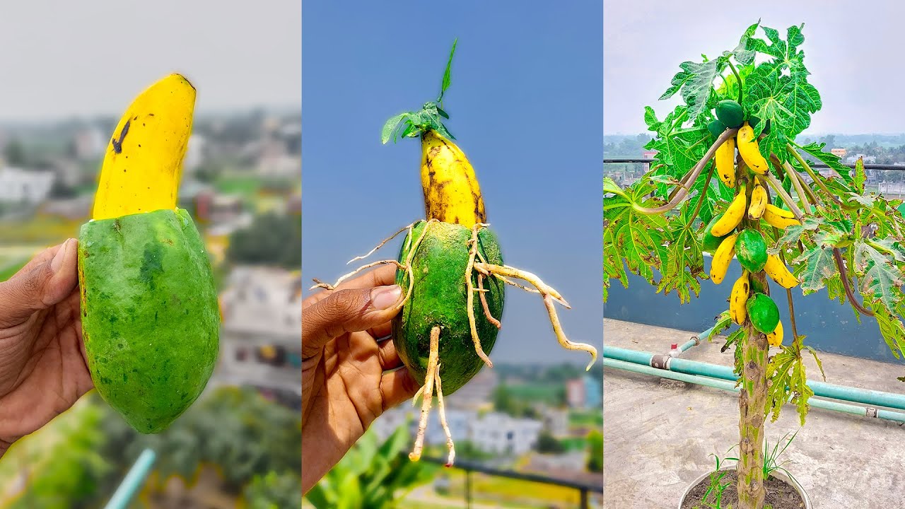 Unique way to grow two different plant at home roof from fruits || Best ...