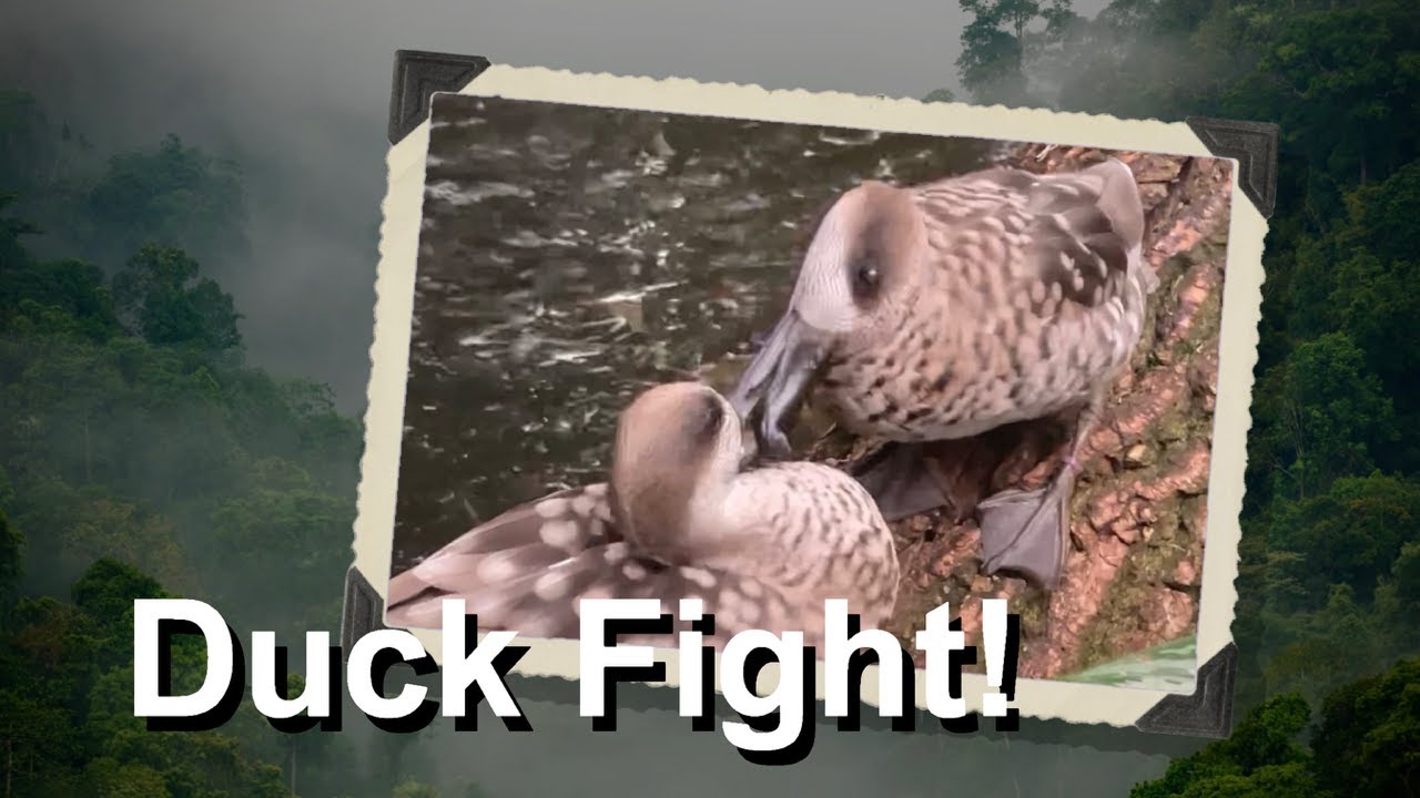 Ducks become very aggressive when they’re not given their personal ...