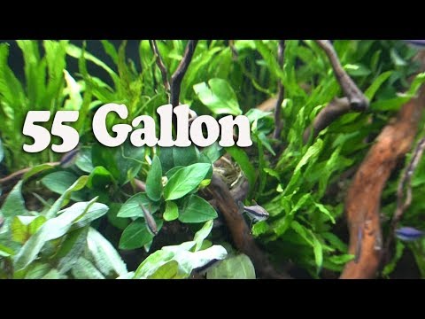 Crypt Melt? Impulsive Aquascape Update - YouTube