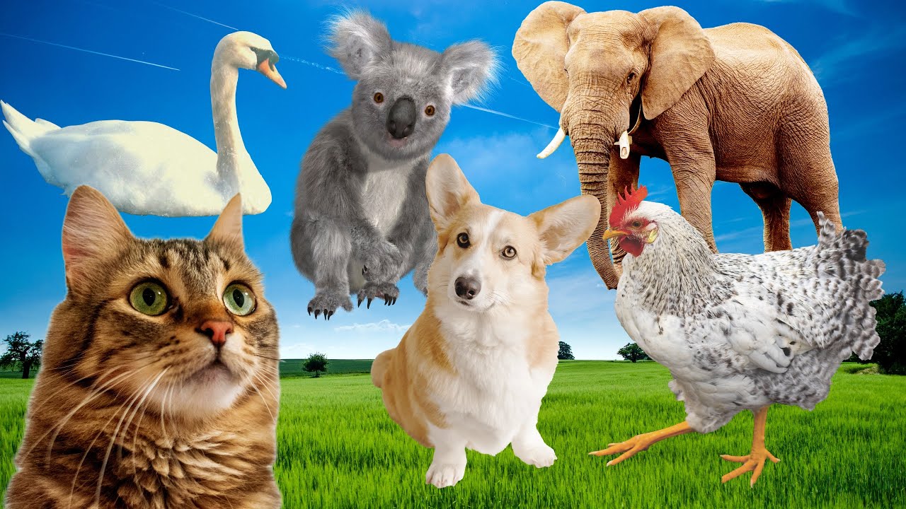 Funny animal sounds in nature: cows, pigs, sheeps, elephants, chickens ...