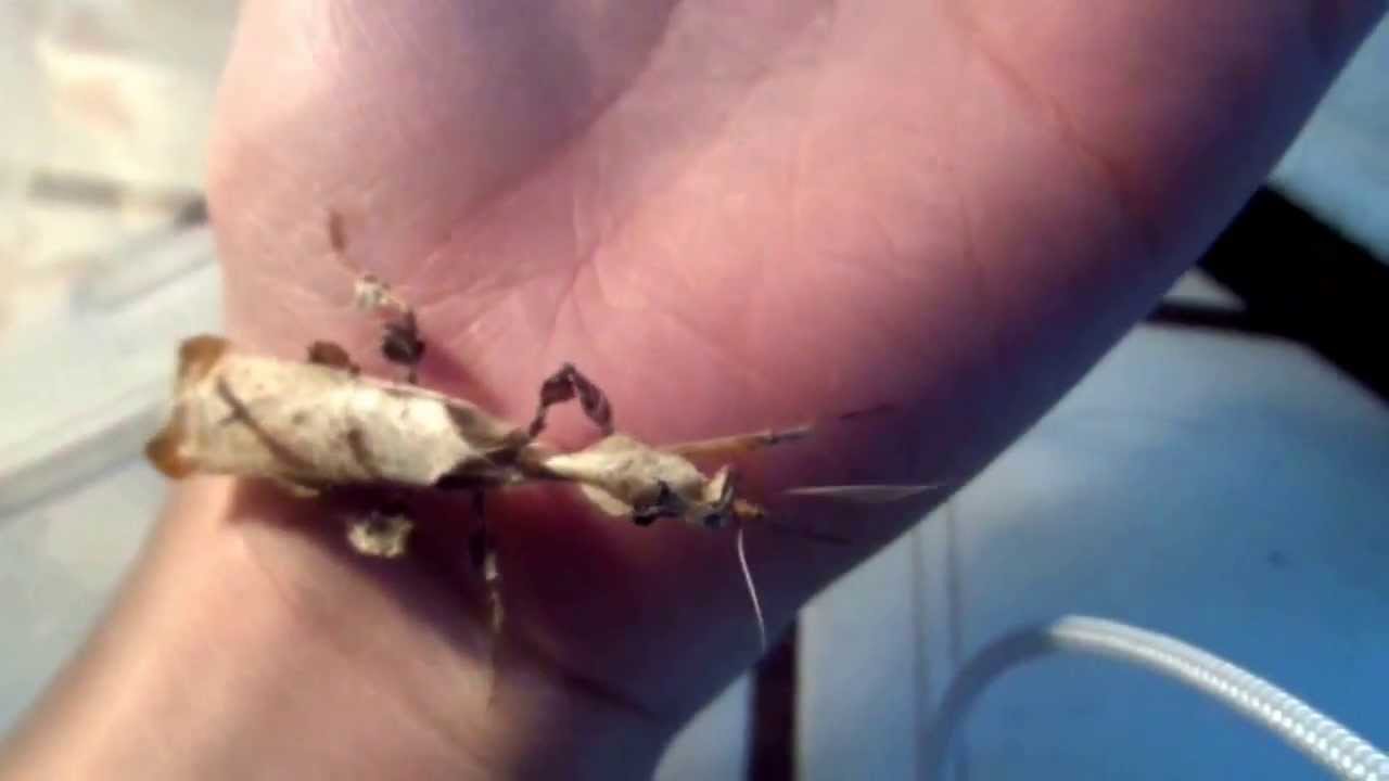 Adult Male Ghost mantis - YouTube