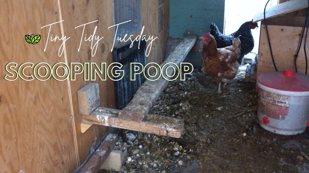 A Scooping POOP kind of day! | My first Tiny Tidy Tuesday! - YouTube