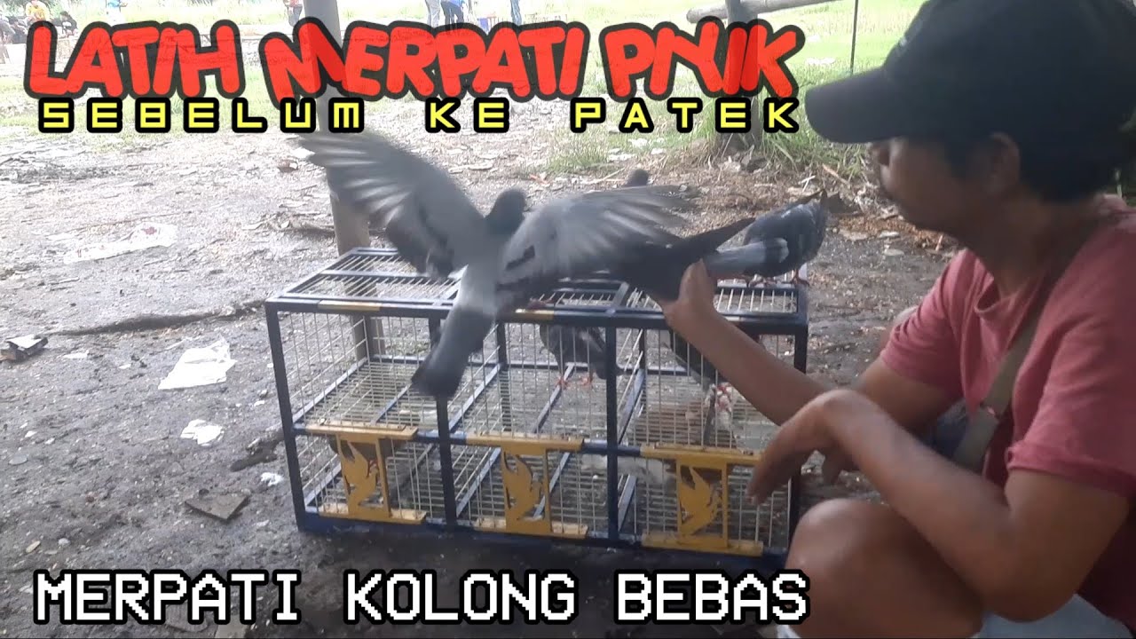 🔴 22 Februari 2025 GIRINGAN B LATIH MERPATI MUDA//TEAM KENWOOD//TEAM ...