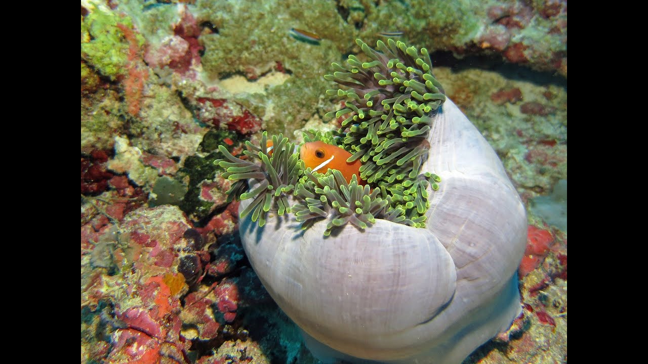 Ocean Wonders: A Serene Journey Through Colorful Corals and Marine Life ...