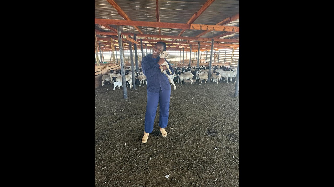 COMMERCIAL SHEEP PRODUCTION AT PRICABE FARM - YouTube