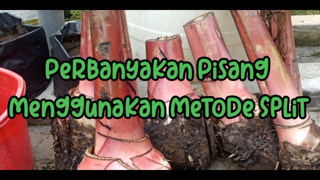 Perbanyakan Pisang Menggunakan Metode Split | Seri Tutorial - YouTube