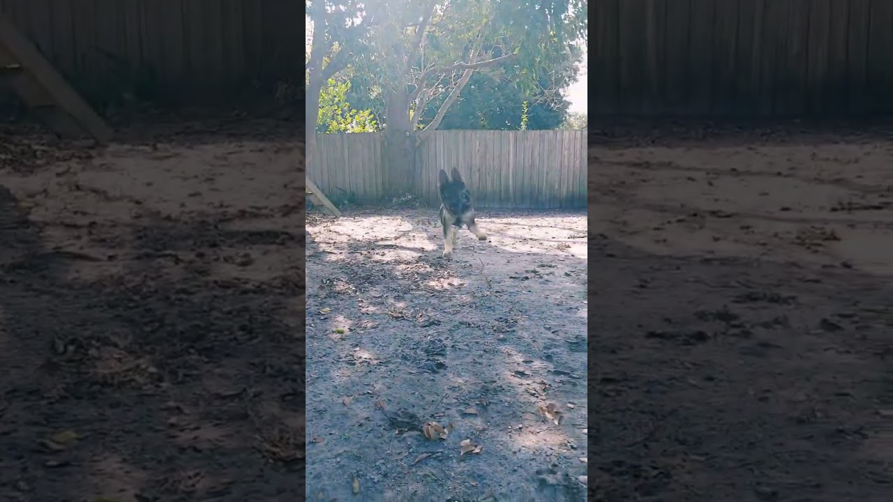 My German Shepherd Dog is a Sprinter 😮🐕 #shorts - YouTube