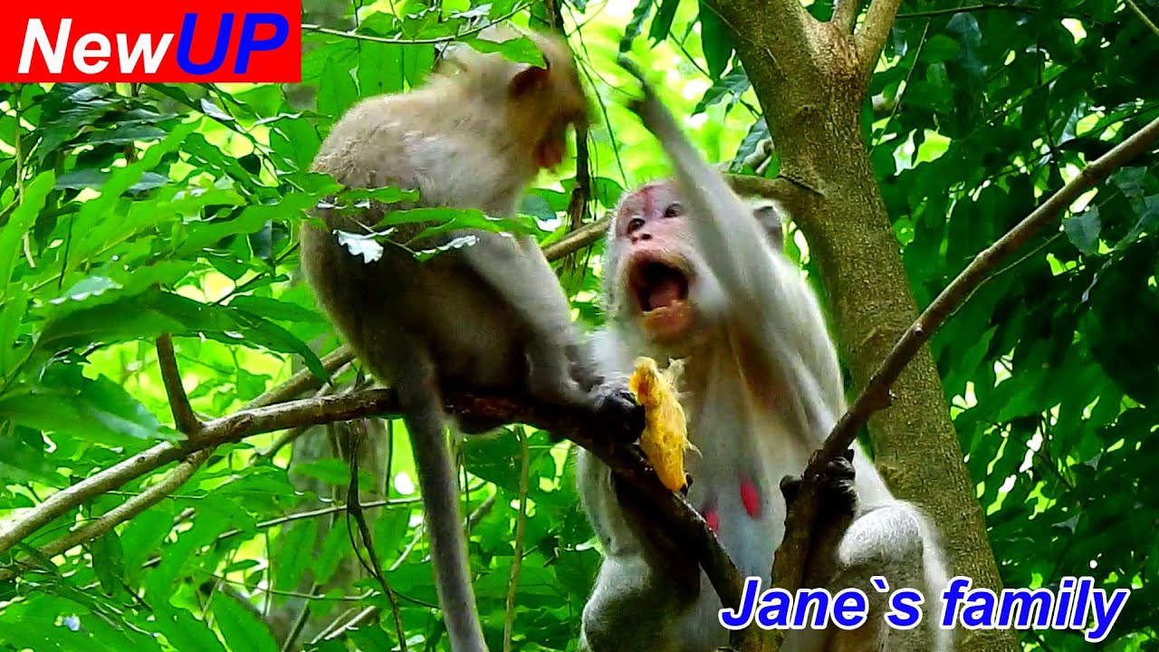 OMG..Jane great sl@p br@t Jonna`s head stop behavior not good kid cry ...