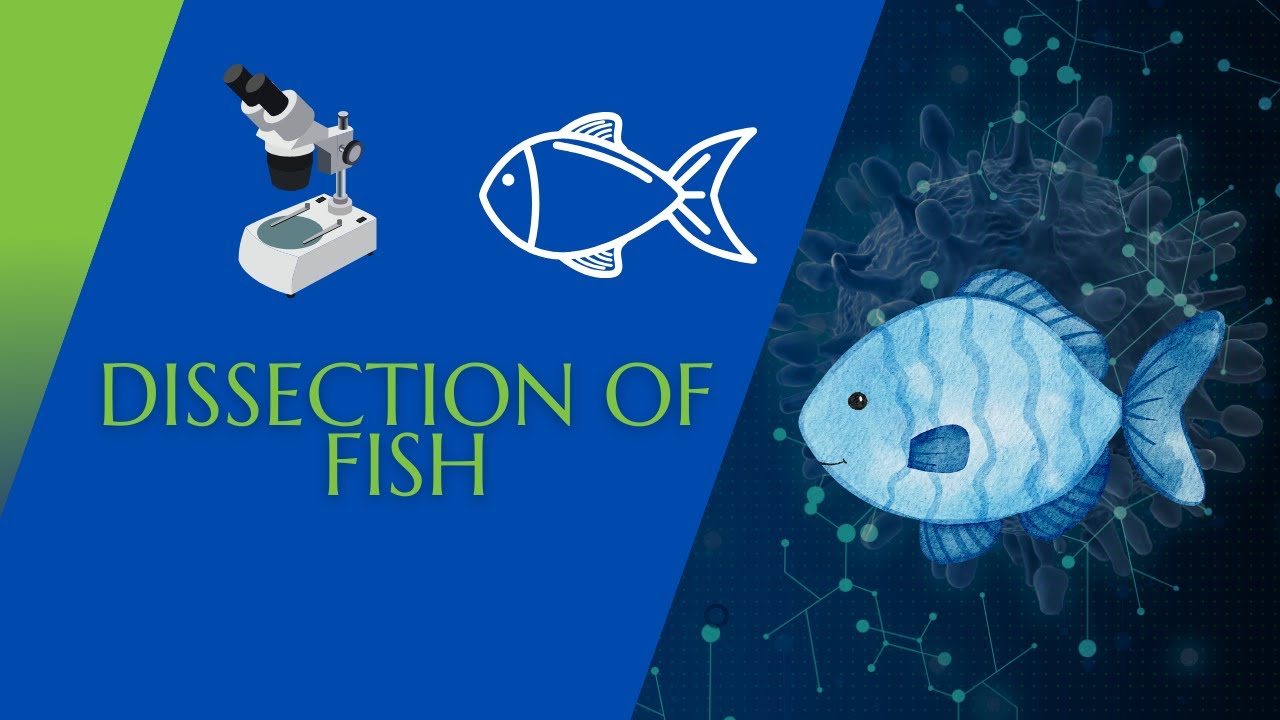Dissection of Fish | Full Explanation on Fish Dissection | Dissection ...