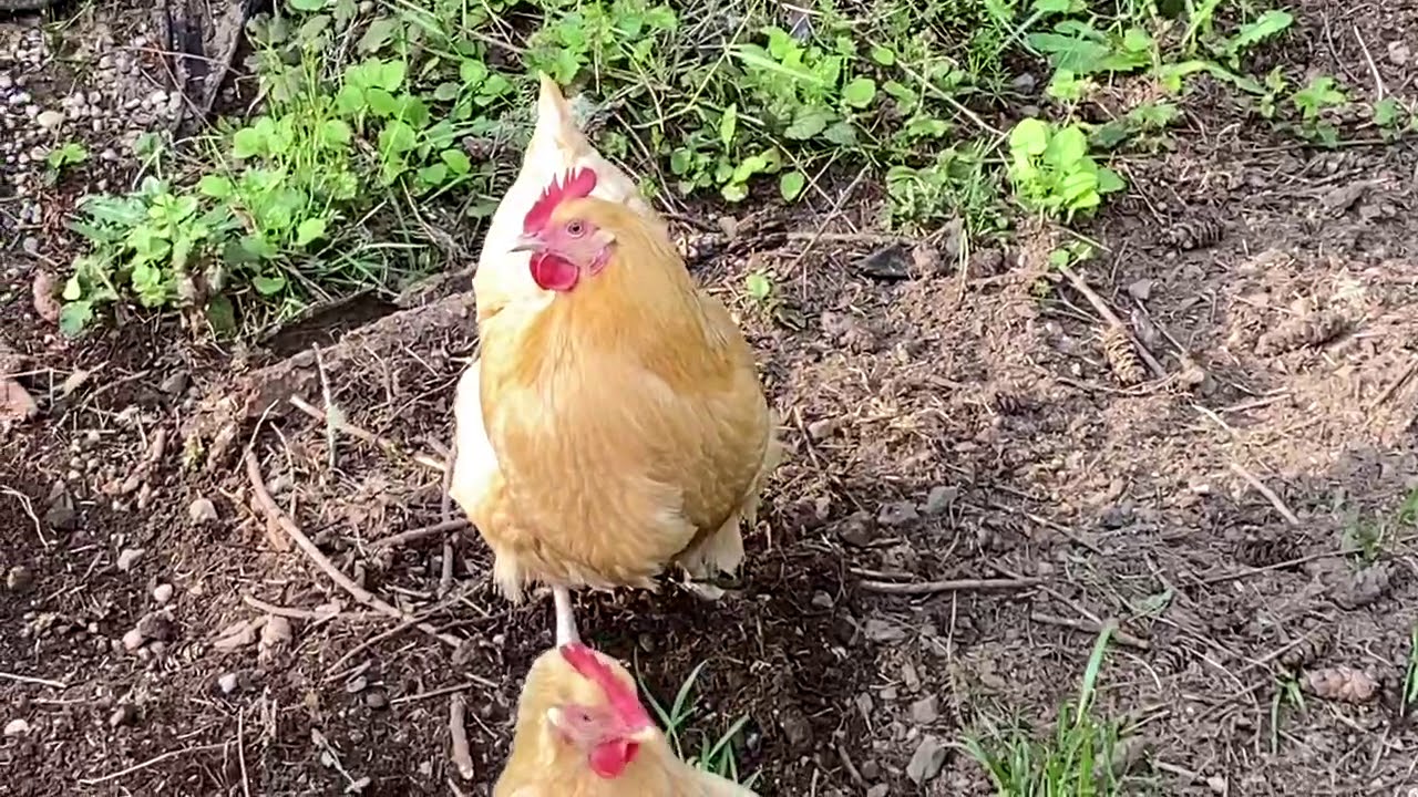 Bobblehead chicken - YouTube