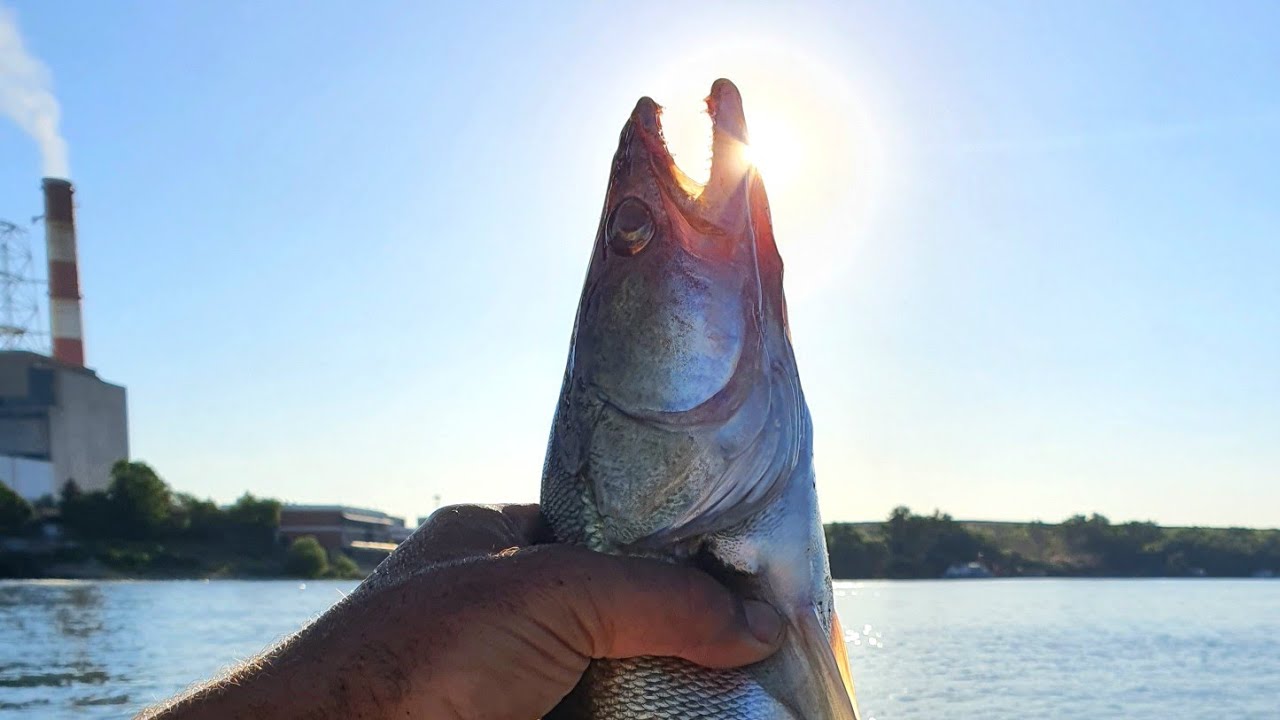 STUKA I SMUDJ NA POPULARNO MUVANJE -PIKE AND ZANDER FISHING - YouTube