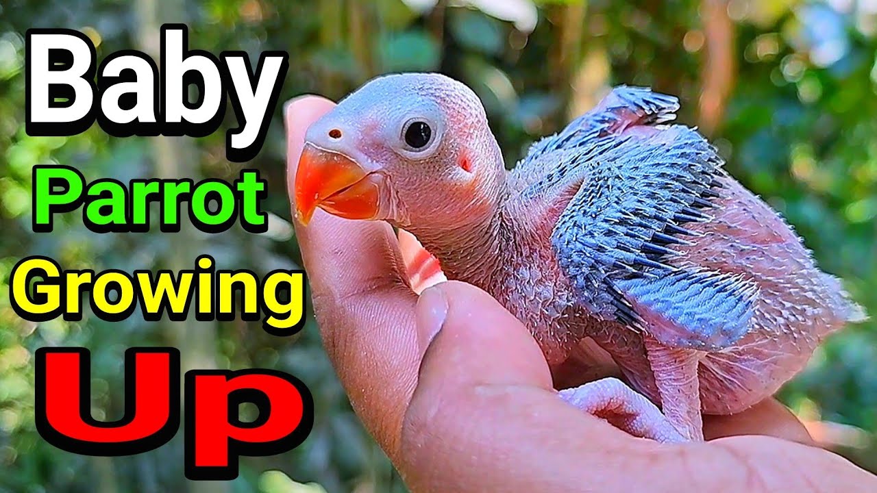 Baby Parrot Growing Up | Ringneck Parrot Growth Stages - YouTube