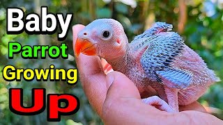 Baby Parrot Growing Up | Ringneck Parrot Growth Stages
