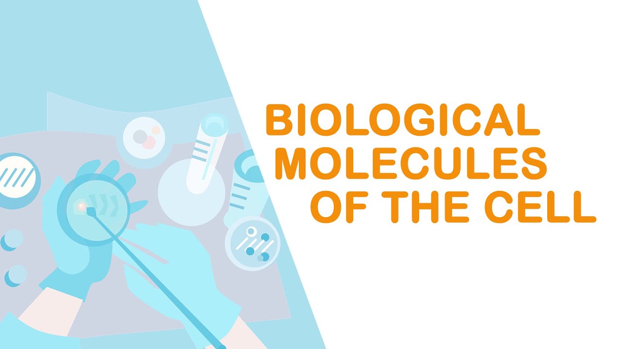 Biological Molecules of the Cell - YouTube