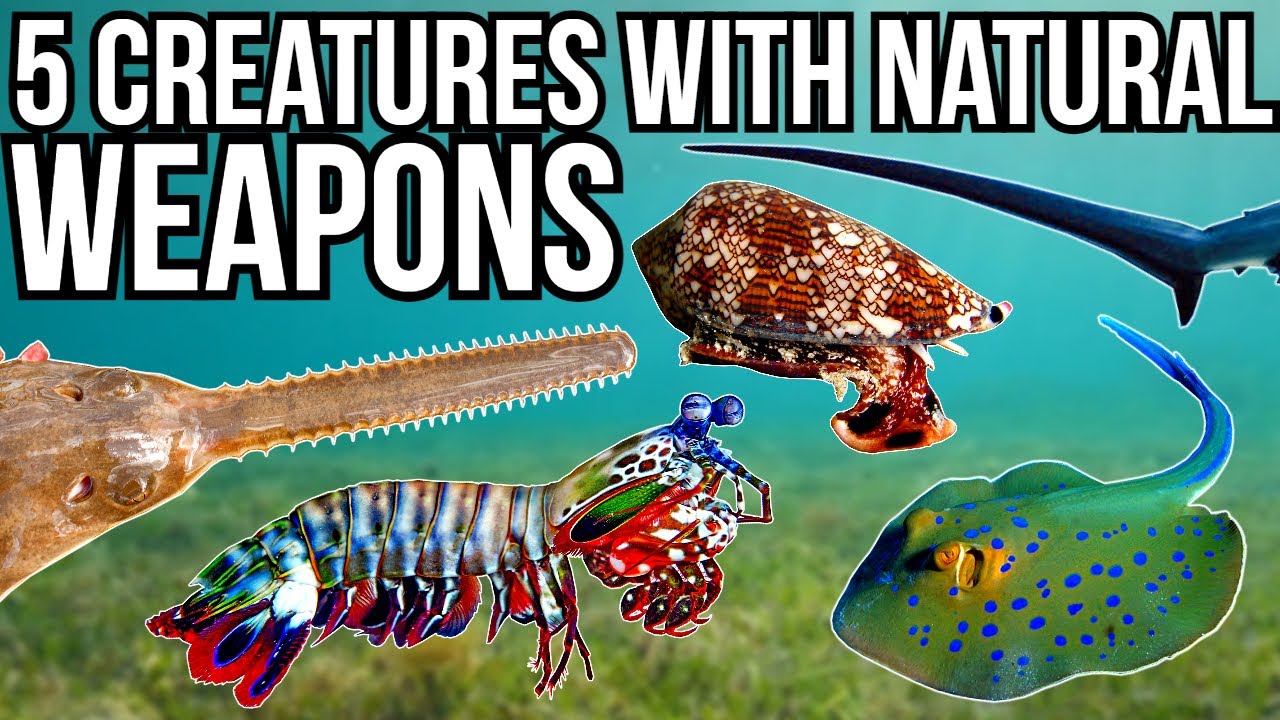 5 Marine Creatures With The Best Natural Weapons - YouTube