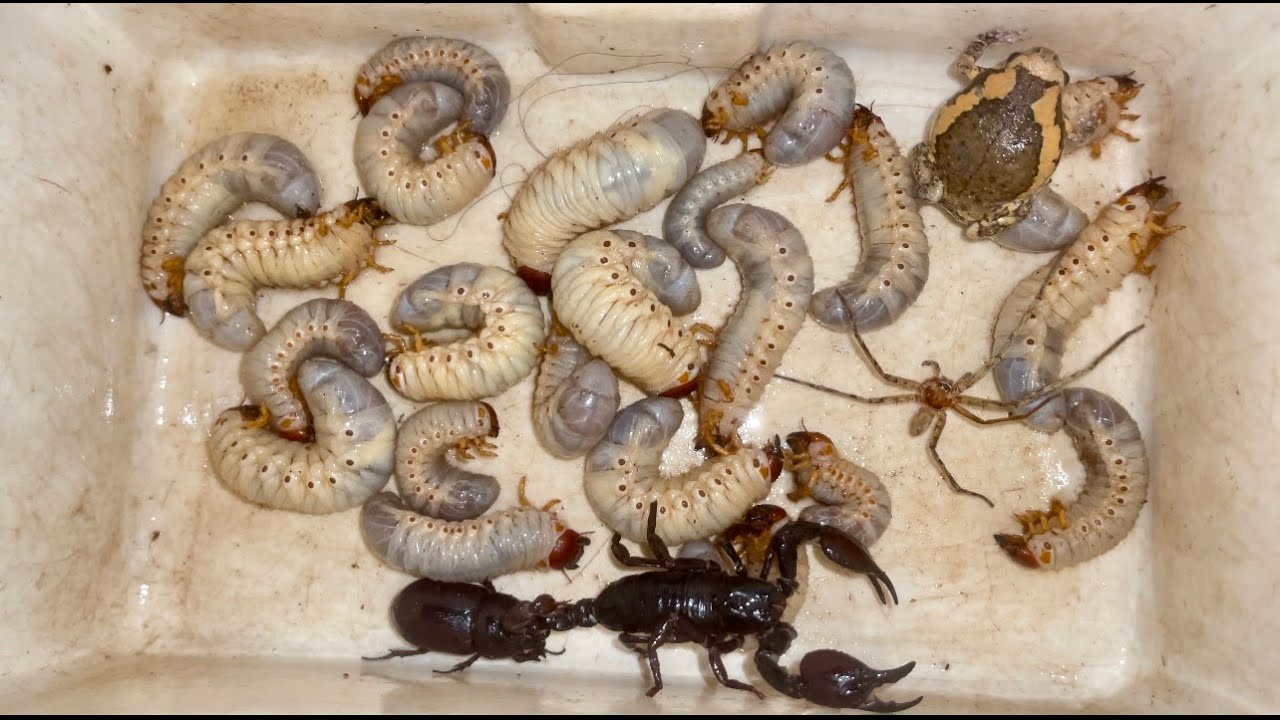 Twenty of Beetles Grubs, Discovered White Spider With Black Scorpion ...