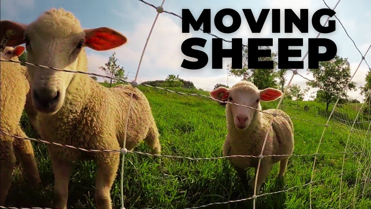 Moving Sheep: Intensive Rotational Grazing Polypay Lambs on Small Three ...